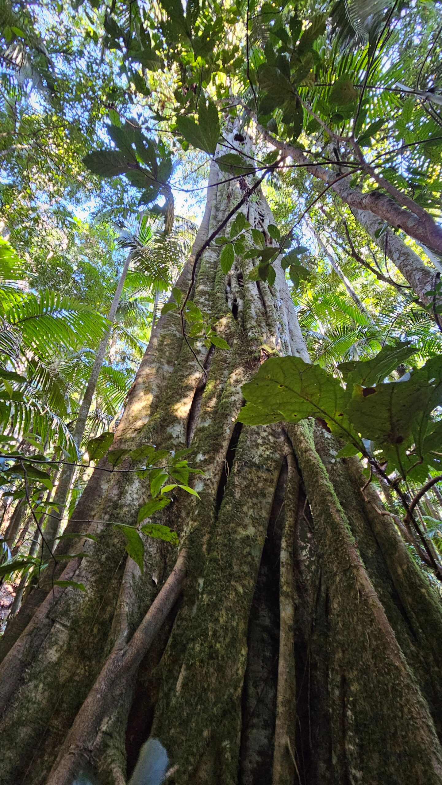 Nimbin Village - What's happening in Nimbin Village